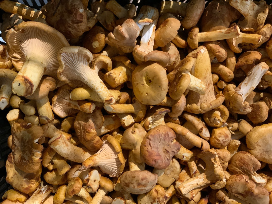 Brian's Mushrooms & More - Fresh Chanterelle Mushrooms - 100g – The ...